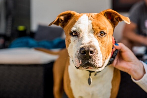 English Staffordshire Terrier