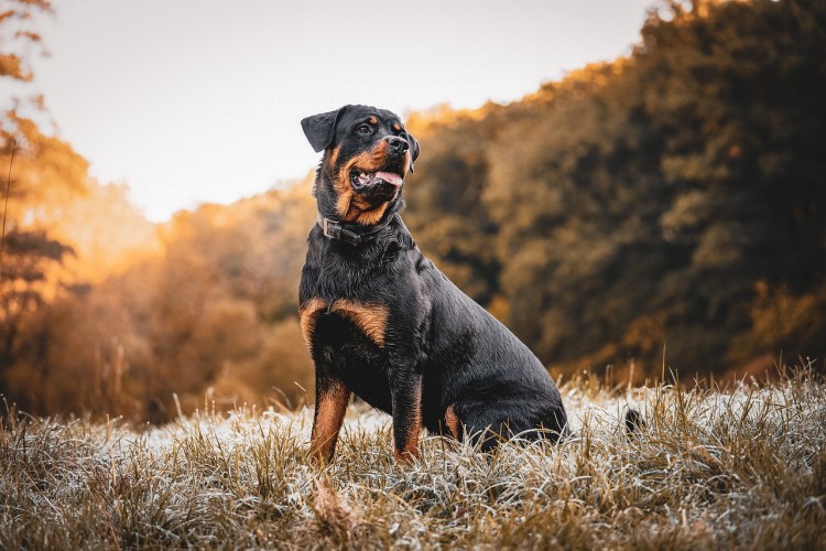 Chien De Garde Rottweiler