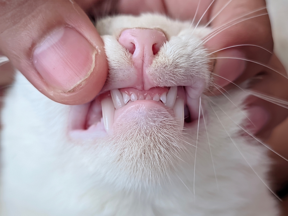 Lindos Dientes De Gato Juguete Interactivo De Pulgar De Felpa Con