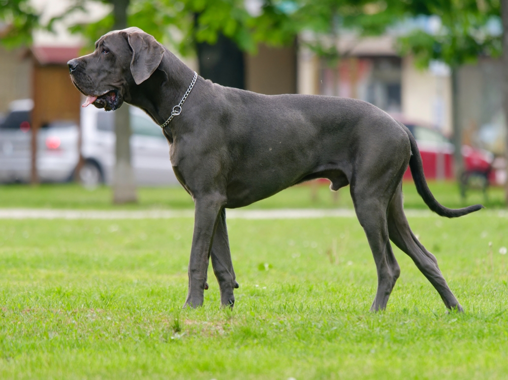 Duitse Dog Kleurenkaart