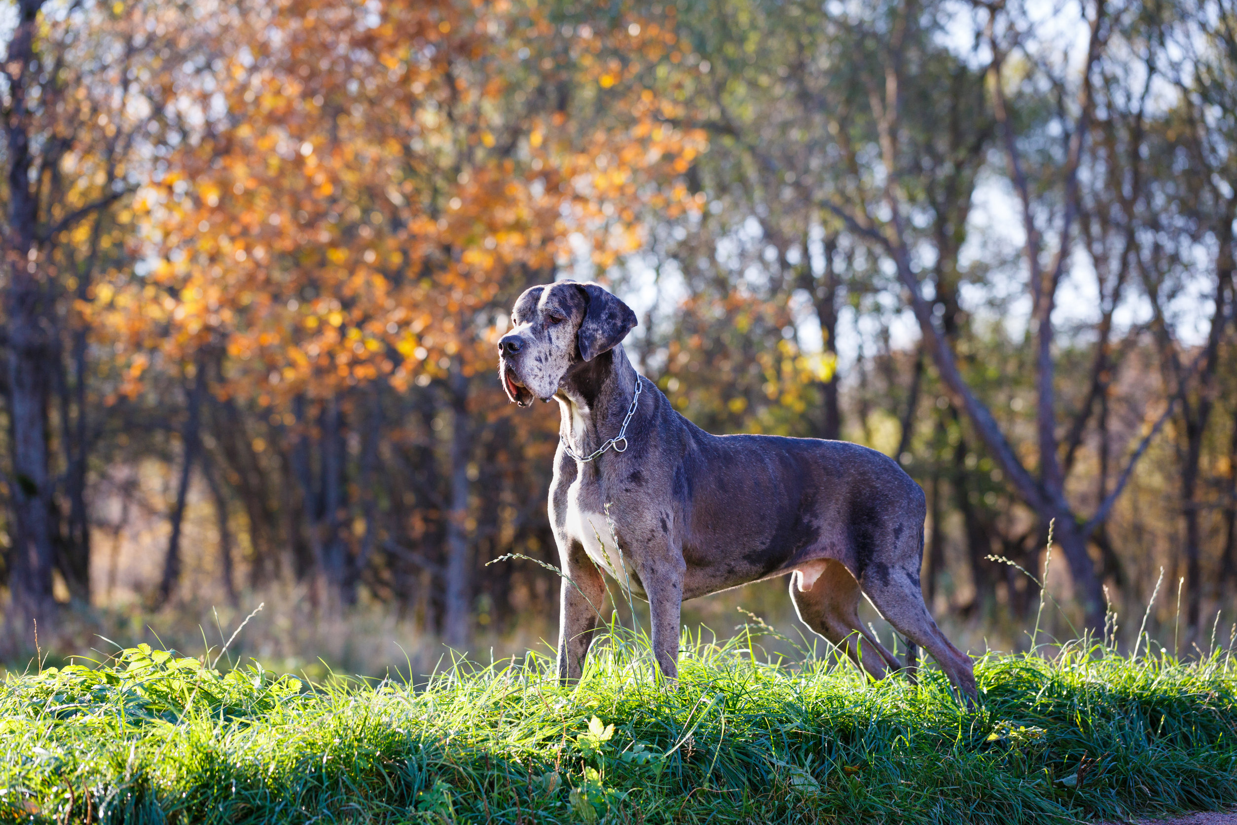Dogue Allemand Bleu Merle Adulte