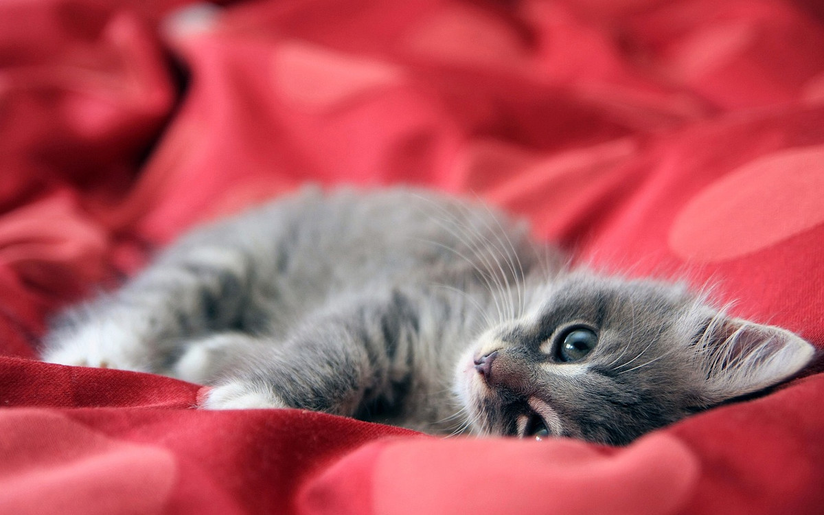 Chatons Angora Turc Gris ARIOKO | Chat Angora Turc