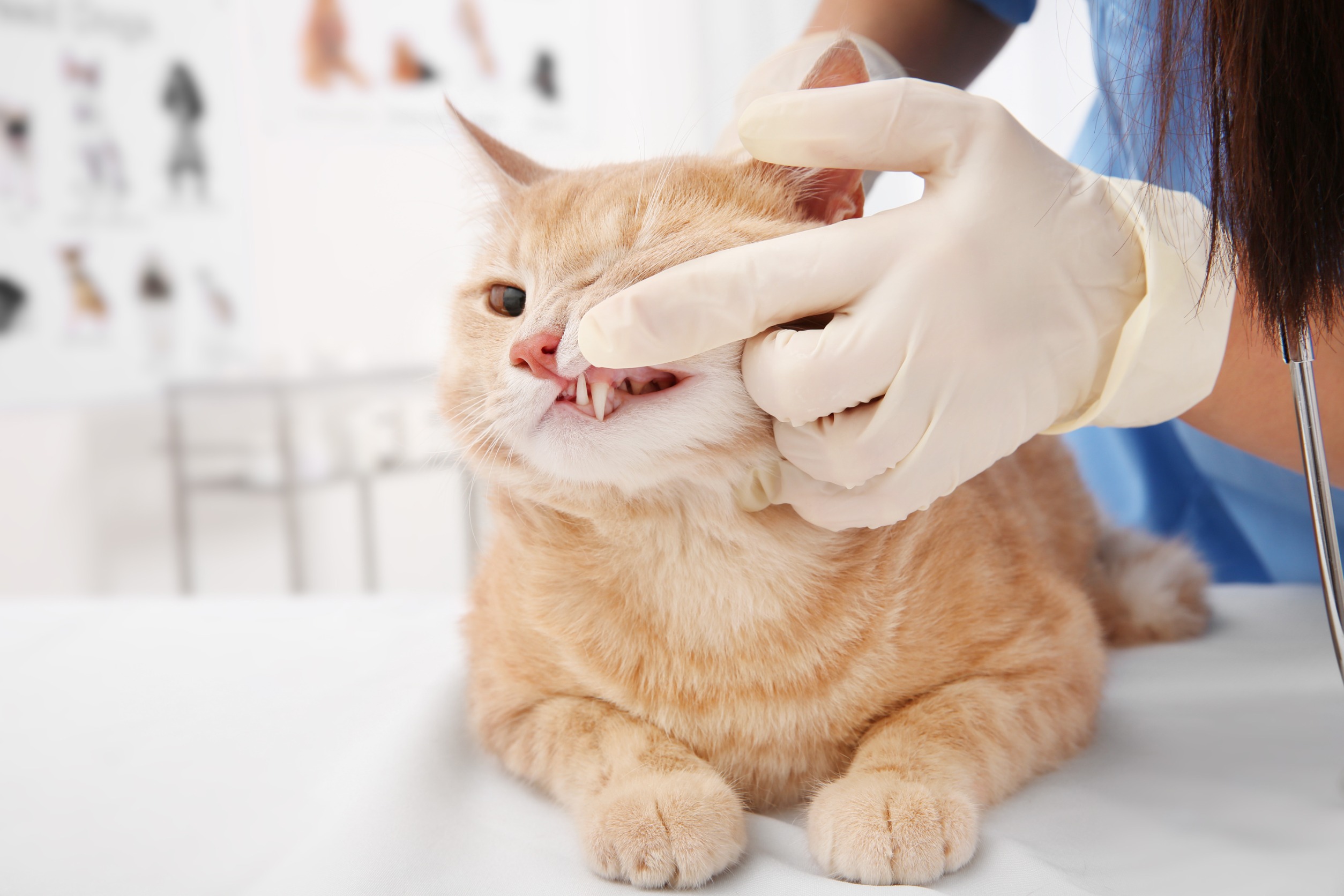 Gingivitis Felina Estomatitis En Gatos: Causas, Síntomas Y