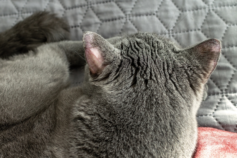 Gatto Della Chimica Lo Strano Caso Del Gatto Di Arezzo, Vittima Dello