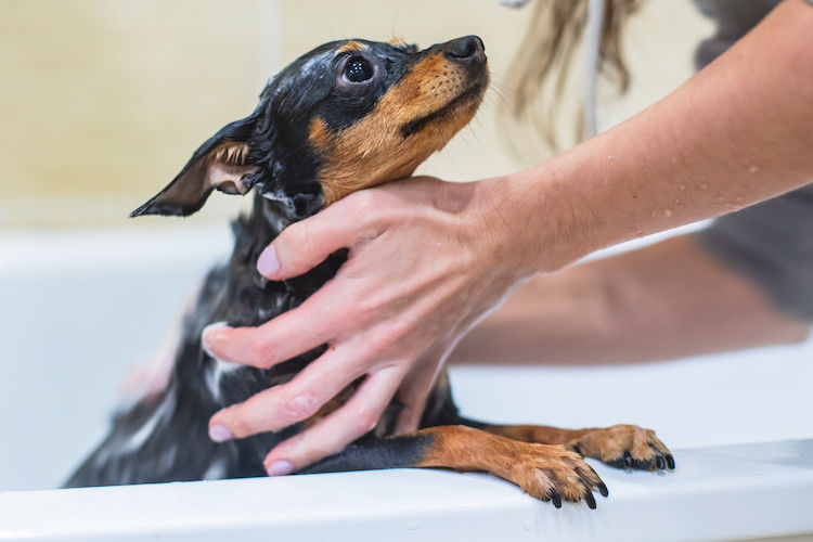 La dermatite atopique du chien : symptômes, traitement - Santévet