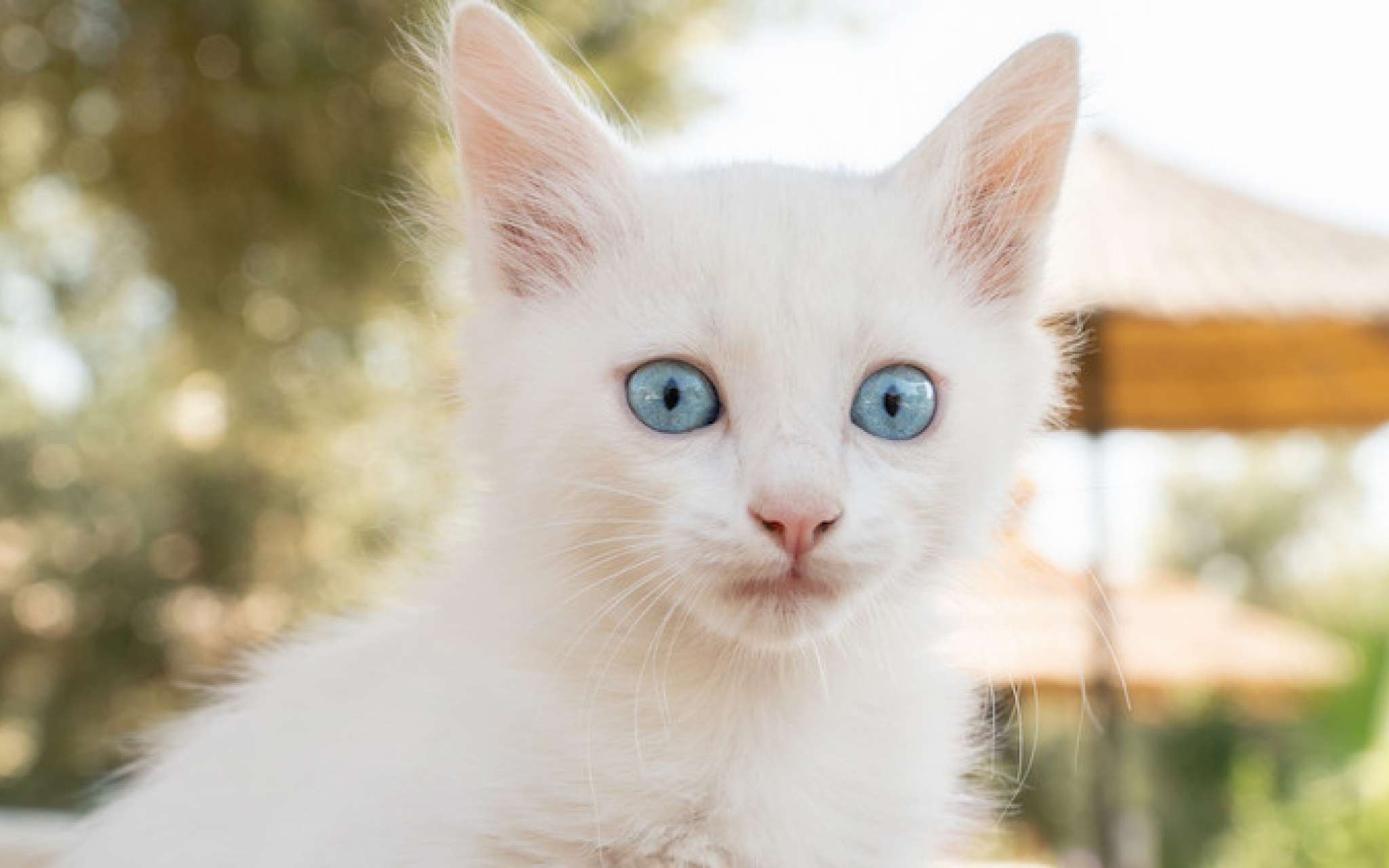 Races De Chats Avec Photos Et Noms Gros Chats : Les 10 Races Les Plus