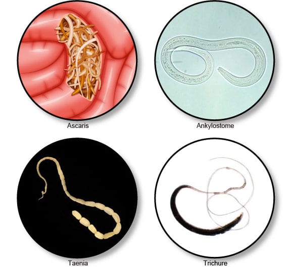 Vers du chien : deux catégories, un même danger - Santévet