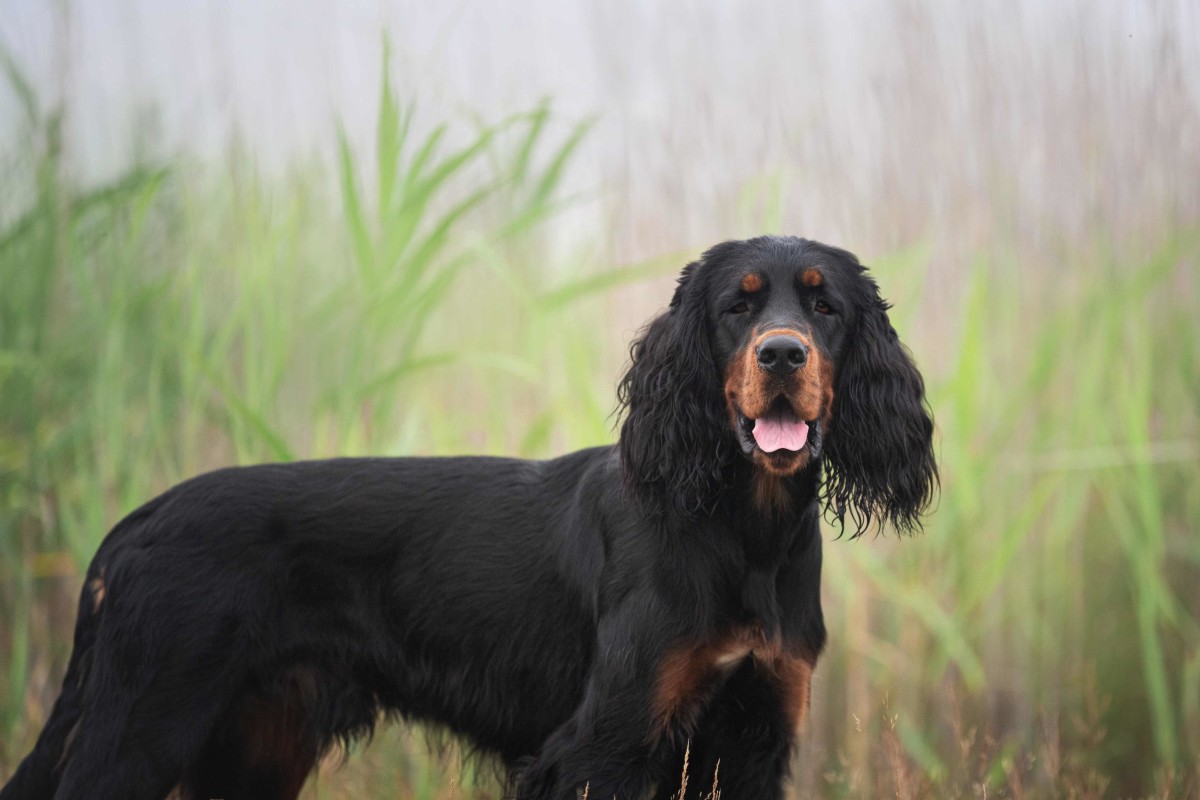 Chiot Setter Gordon Setter (Gordon) Setter (Gordon)