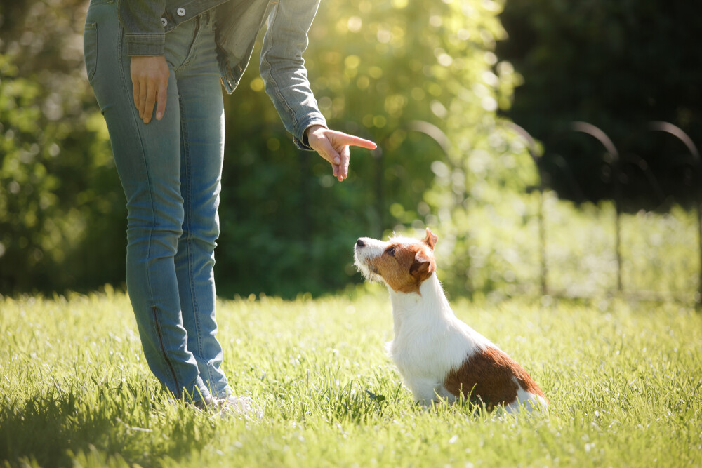 Een Hond Trainen Body & Brain Balans, Rust En (zelf)vertrouwen Bij