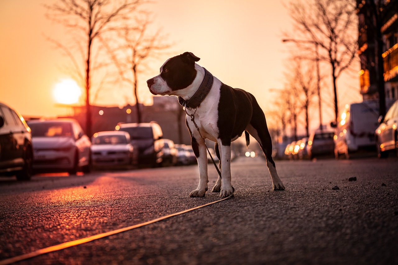 Races De Chiens Agressives Guide Pour Adopter Une Race De Grand Chien