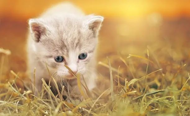 Chaton Nerveux