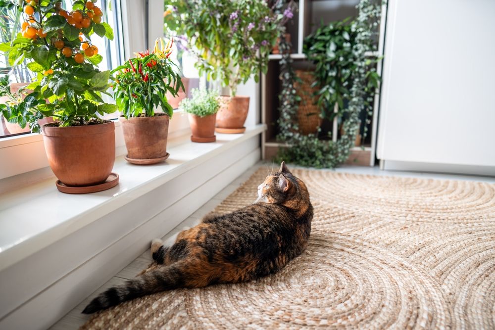 Gato Calicó: el felino doméstico de 3 colores - Santévet