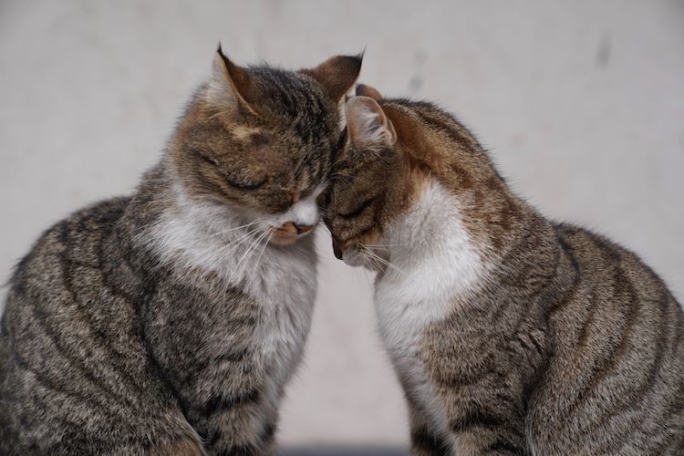 Pouvoirs secrets du ronronnement du chat sur l’homme - Santévet