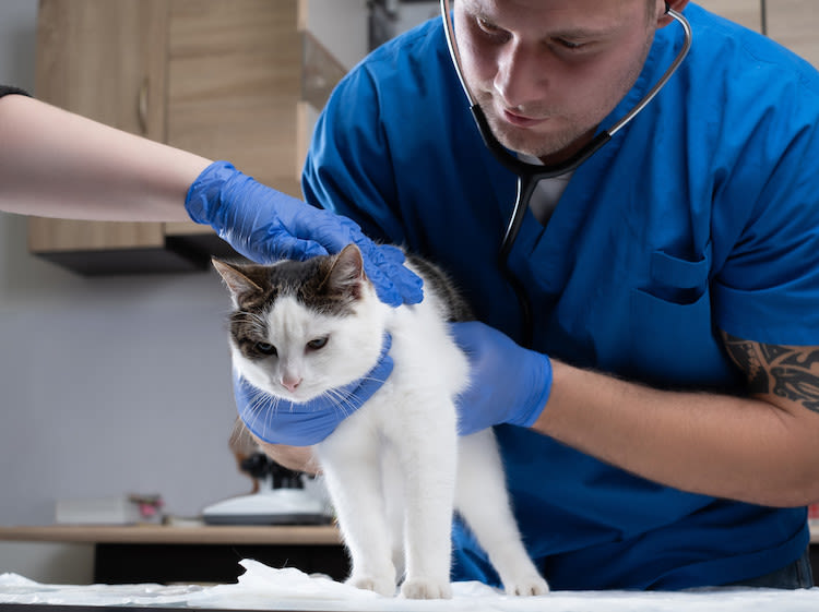 Diabète sucré du chat : symptômes et prise en charge - Santévet