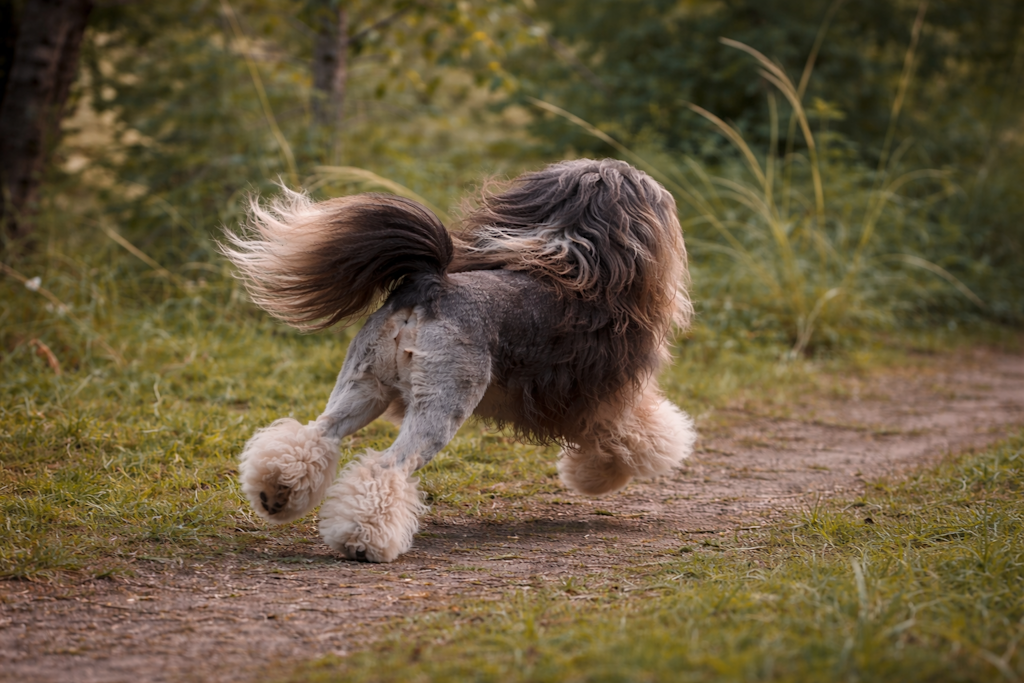 Petit Chien Lion : tempérament, prix, soins et vie quotidienne - Race ...