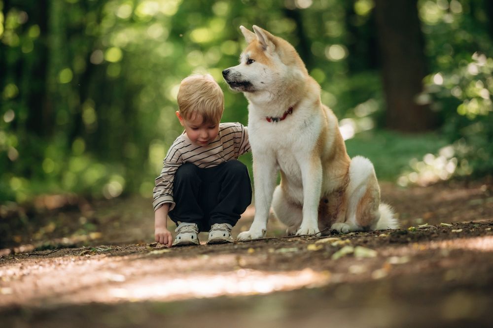Los perros japoneses - Santévet