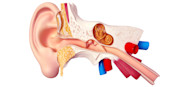 Blog How Does The Auditory System Work Lobe Blog How Does The Auditory System Work Lobe