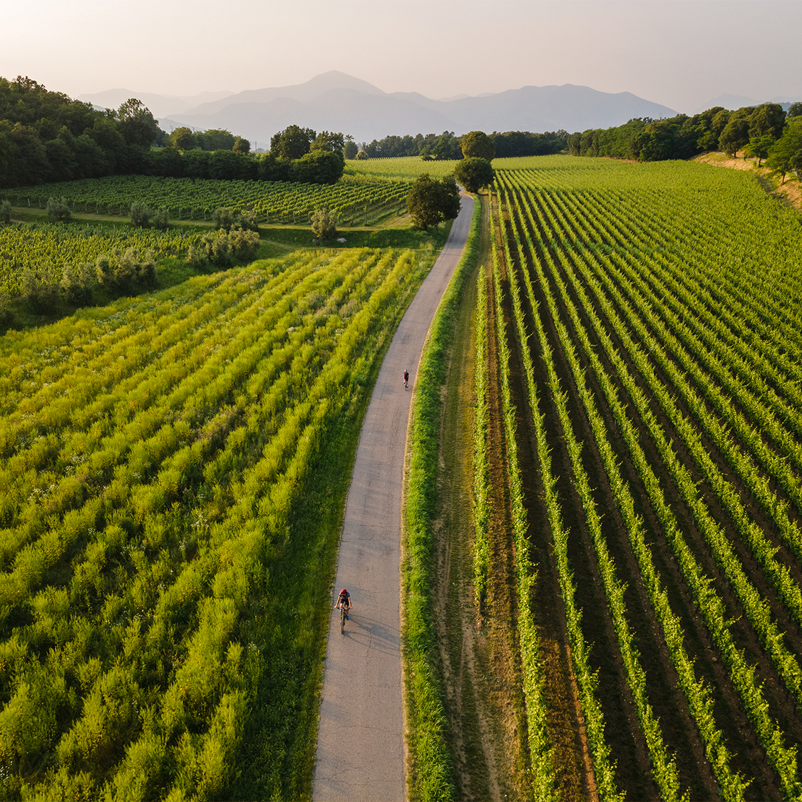 Equinox | 7 Bike-Friendly Wine Trails