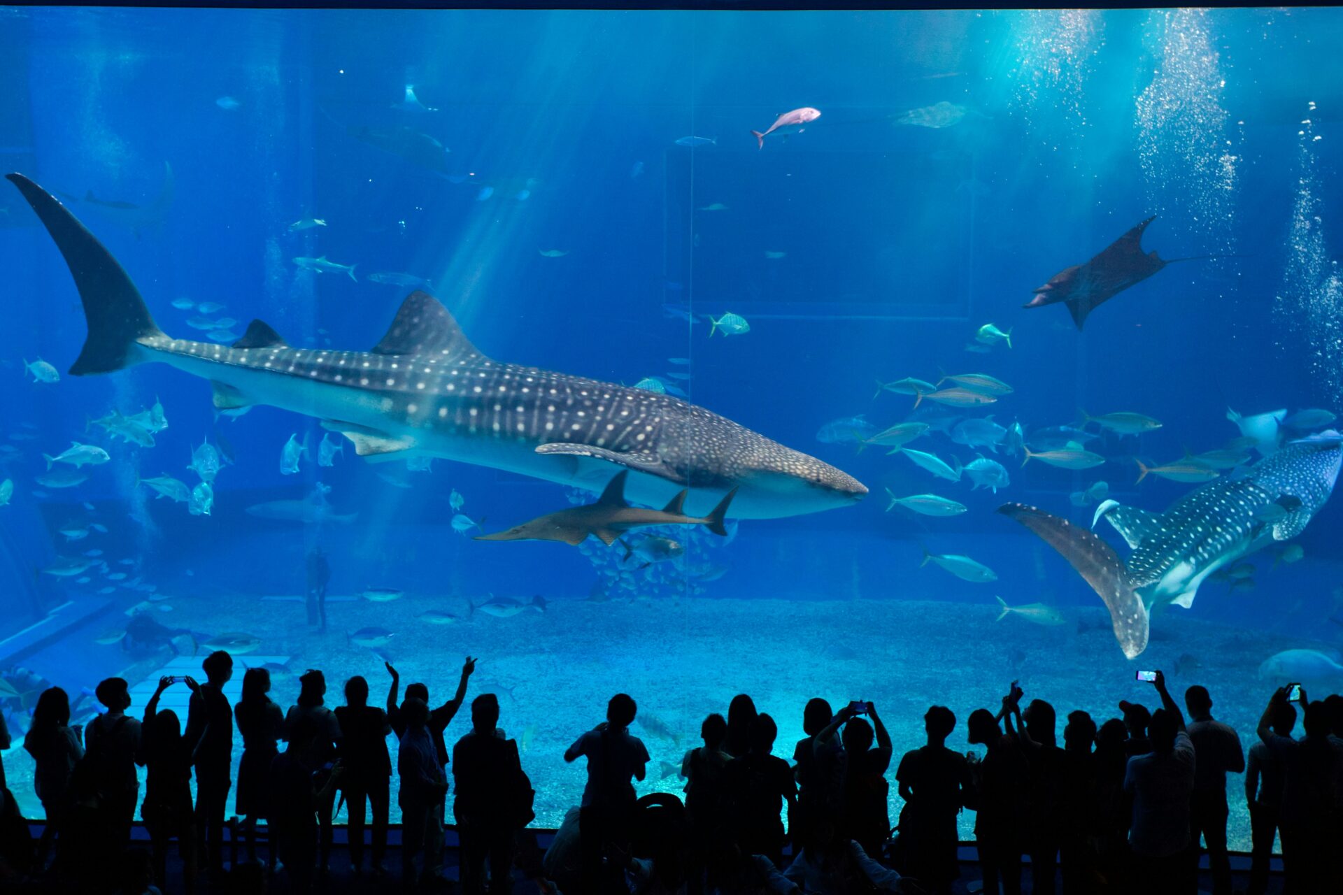 10 Best Aquariums in Tokyo: Aquatic Attractions You Can't Miss