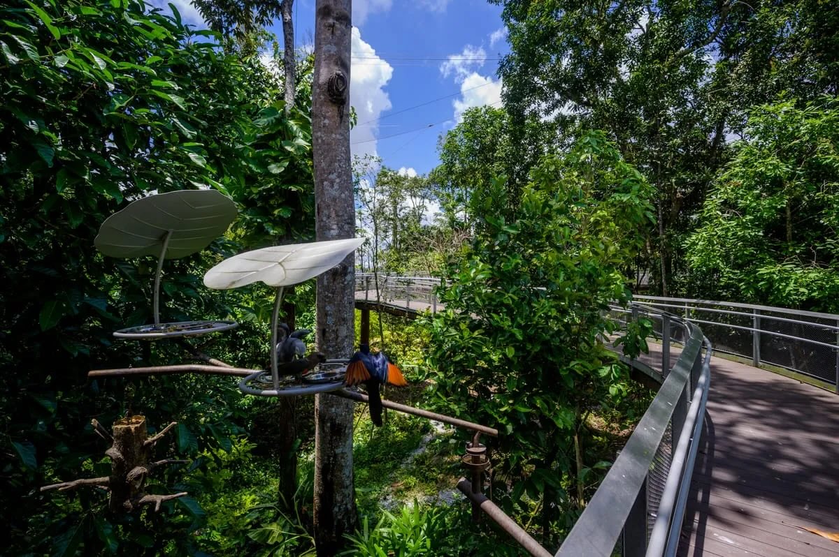 Don't Wing It With Our Bird Paradise Guide - Pelago