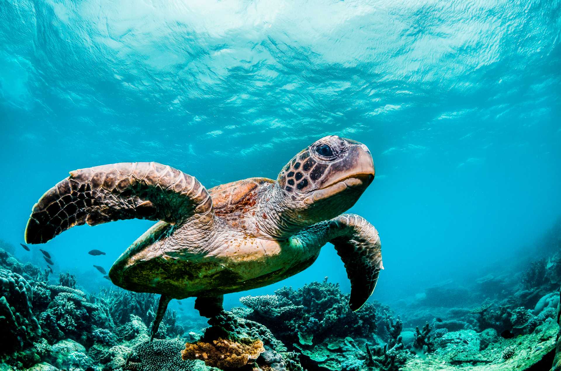 14 Best Great Barrier Reef Tours for An Epic Cairns Adventure