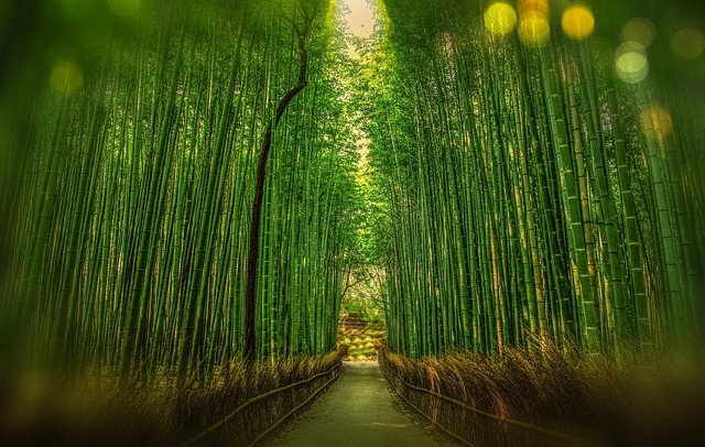Kyoto Bamboo Forest Guide: Explore Like A Pro - Pelago