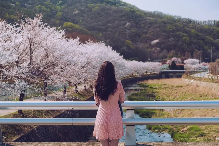 Korean Cherry Blossom Tree Kyoto's Cherry Blossoms: 10 Best Sakura
