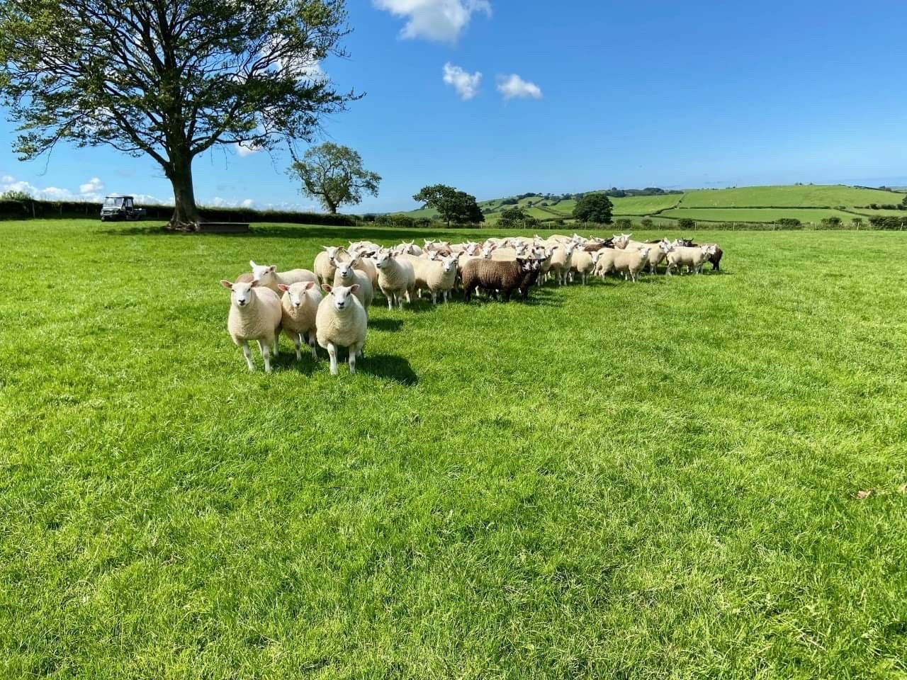 Case Study from Lleyn Sheep Society: MVA Replacements are a Bonus # ...