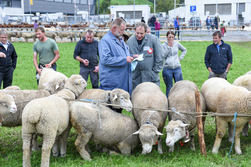 10 things to think about when buying and selling sheep ...
