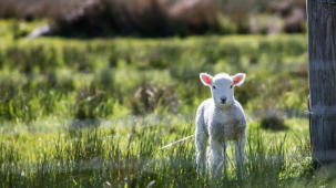 Lamb Force Ewe Milk Replacer – Made with Ewe’s Milk #sponsored ...