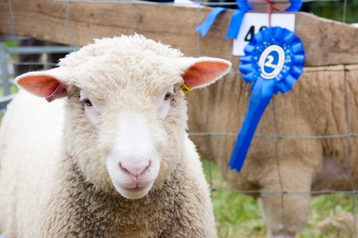 Part 2: What you need to know before you show | SellMyLivestock - The ...