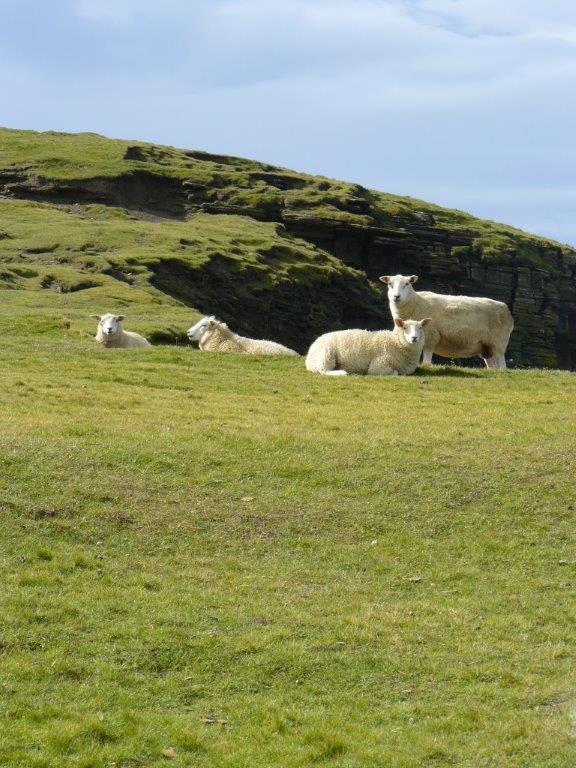 Lleyn Sheep at Skaill Farm | SellMyLivestock - The Online Livestock ...
