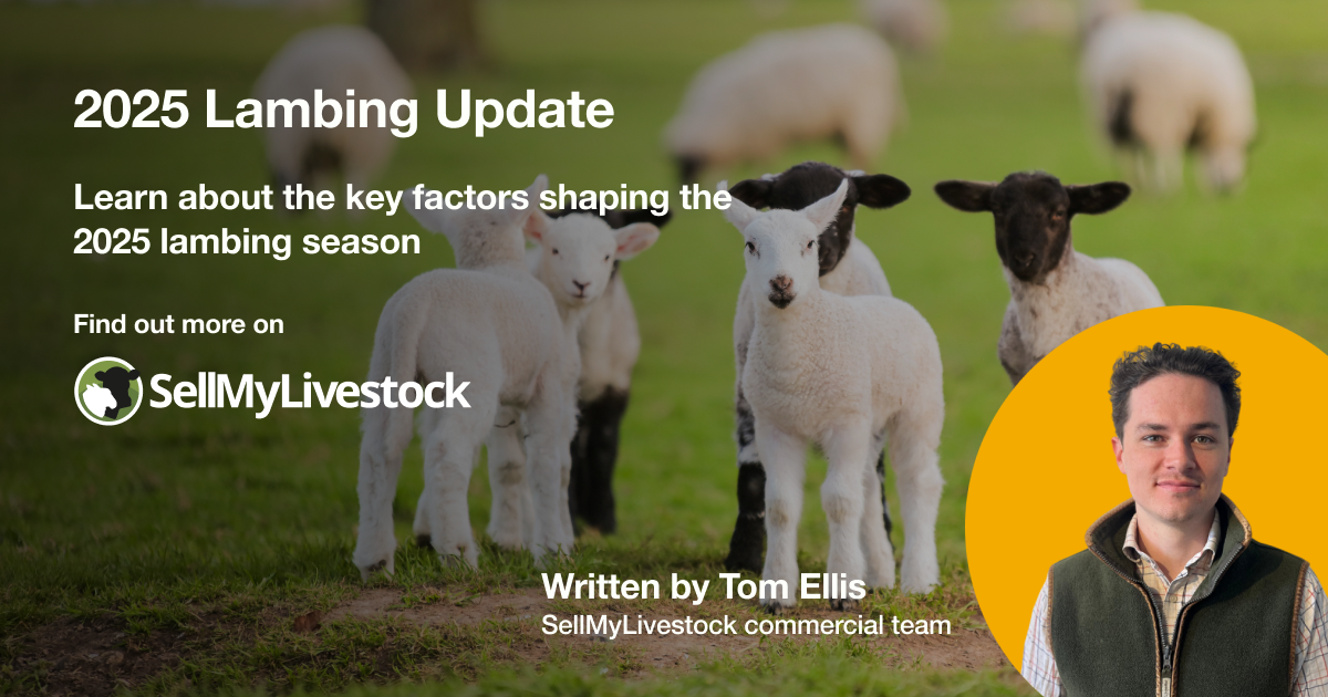 2025 Lambing Update | SellMyLivestock - The Online Livestock Marketplace