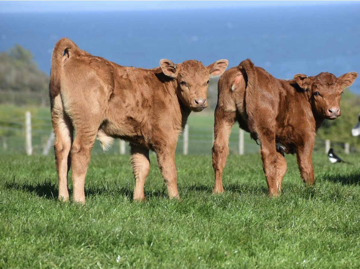 How EBVs Can Help You Boost Your Profits | SellMyLivestock - The Online ...