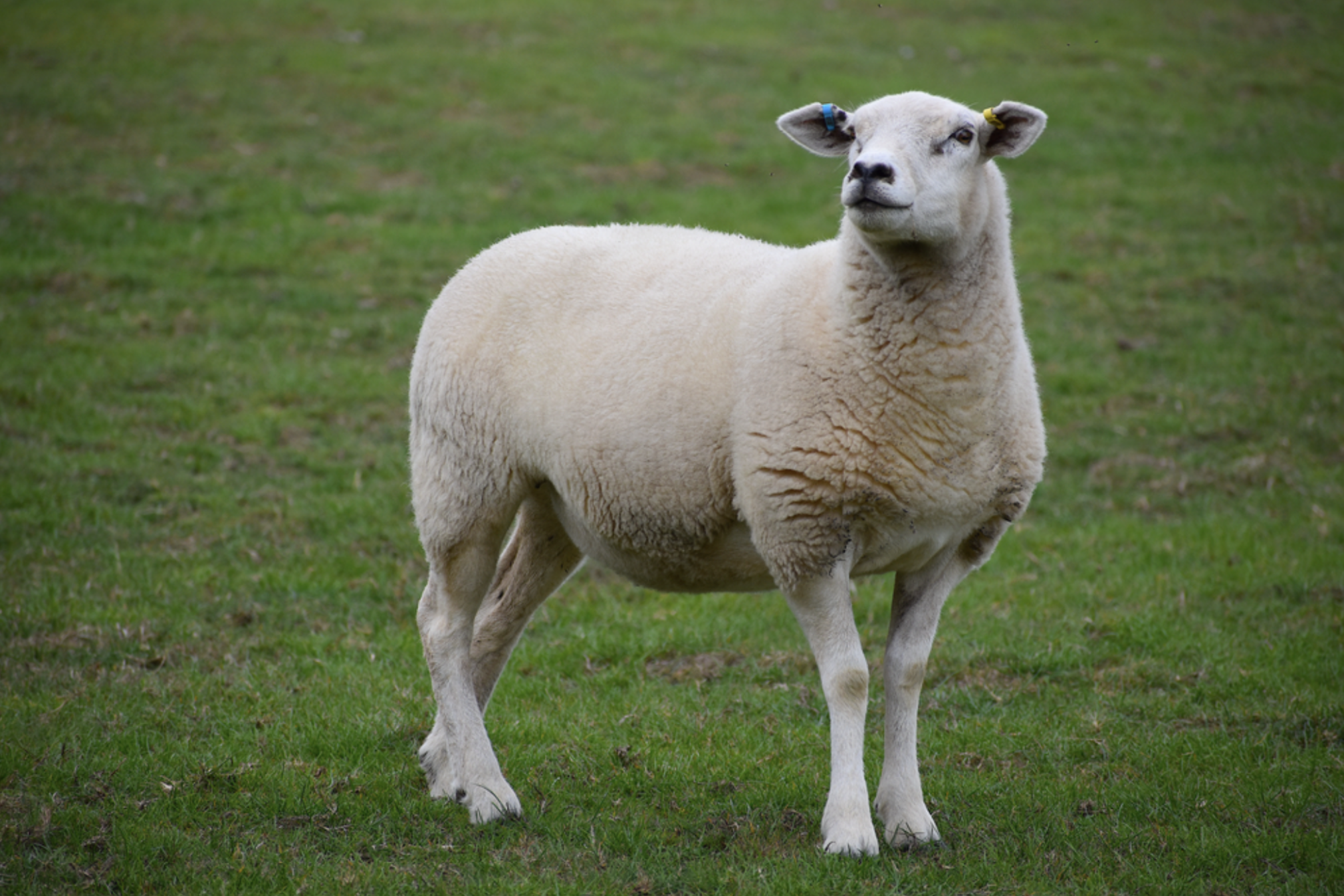 Spotlight Series: Lleyn Sheep | SellMyLivestock - The Online Livestock ...