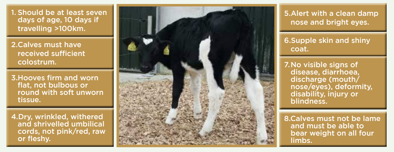 A Guide To Sourcing Quality Calves | SellMyLivestock - The Online ...