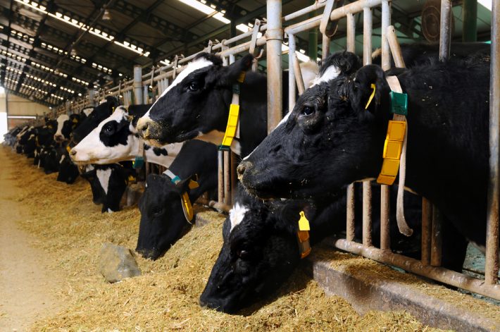 Does it pay to feed store cattle concentrates? | SellMyLivestock - The ...