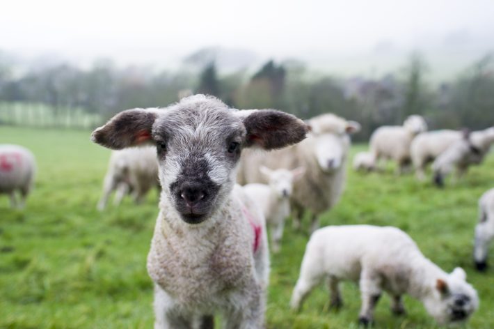 10 Things Every Shepherd Experiences | SellMyLivestock - The Online ...