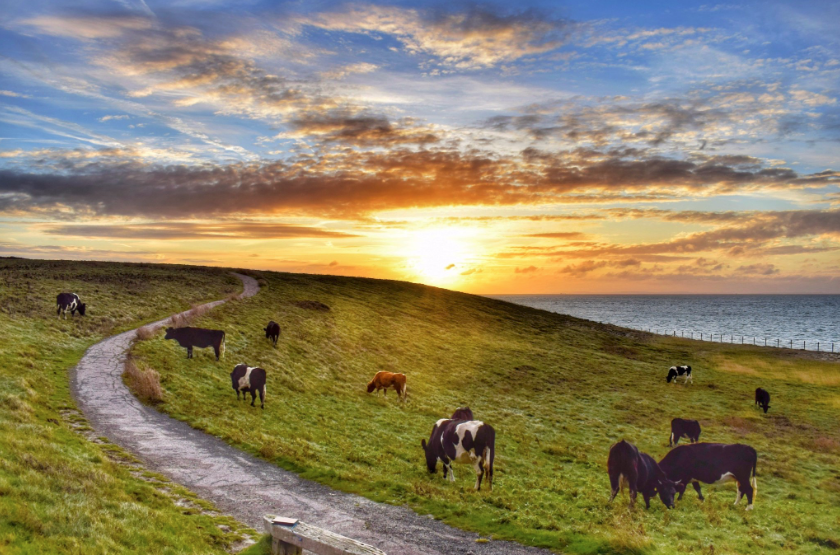 Conservation Grazing | SellMyLivestock - The Online Livestock Marketplace