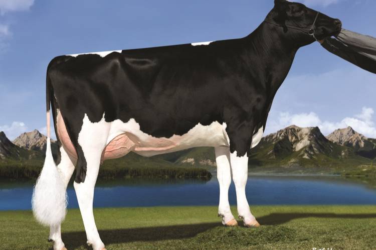 The importance of Breeding Cows | SellMyLivestock - The Online ...