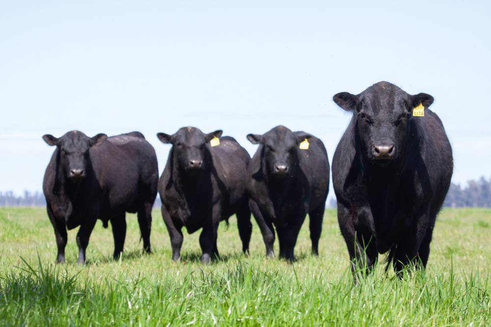 Spotlight Series: Aberdeen Angus | SellMyLivestock - The Online ...
