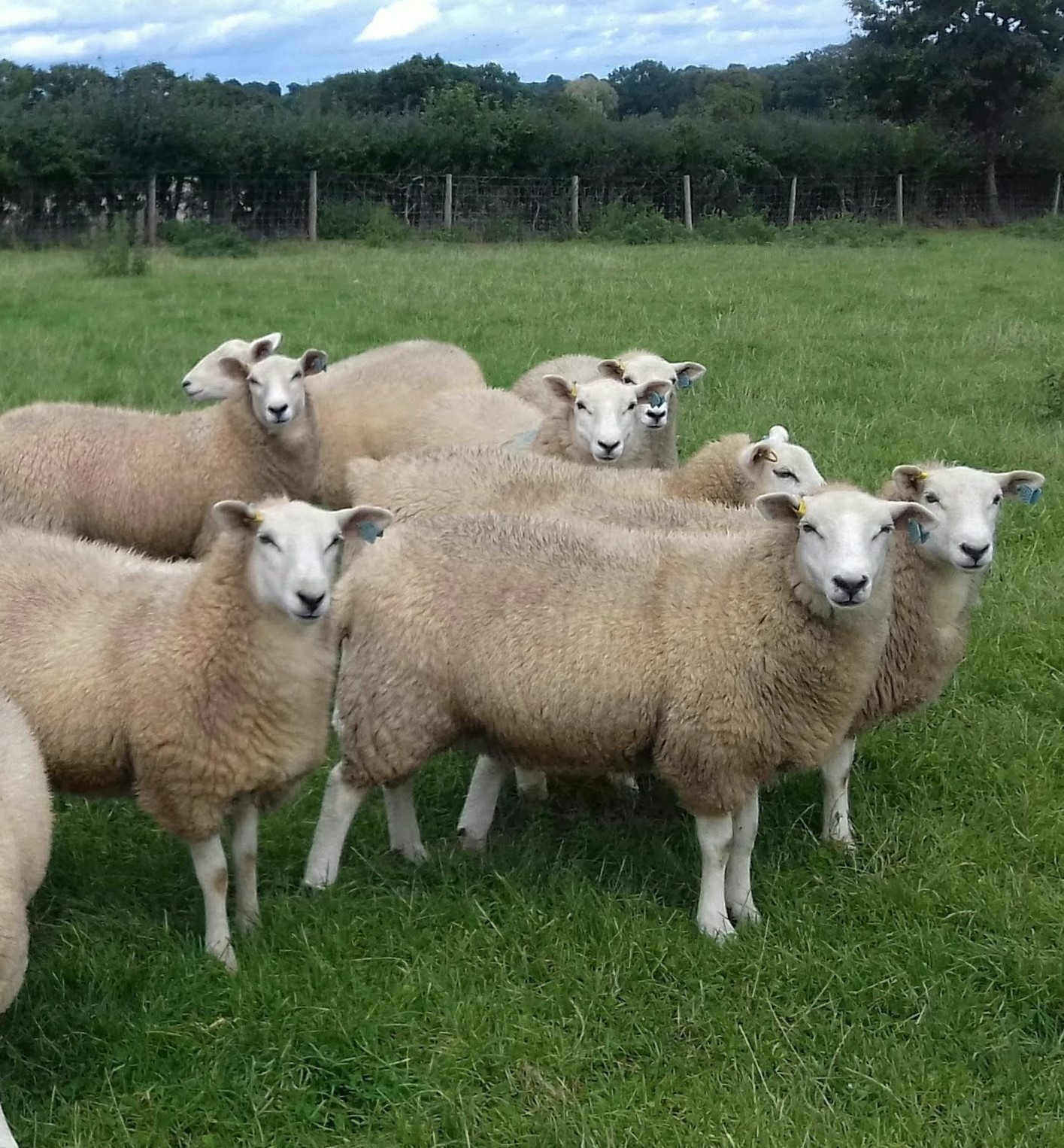 The Lleyn Ewe Works Hard for Us | SellMyLivestock - The Online ...