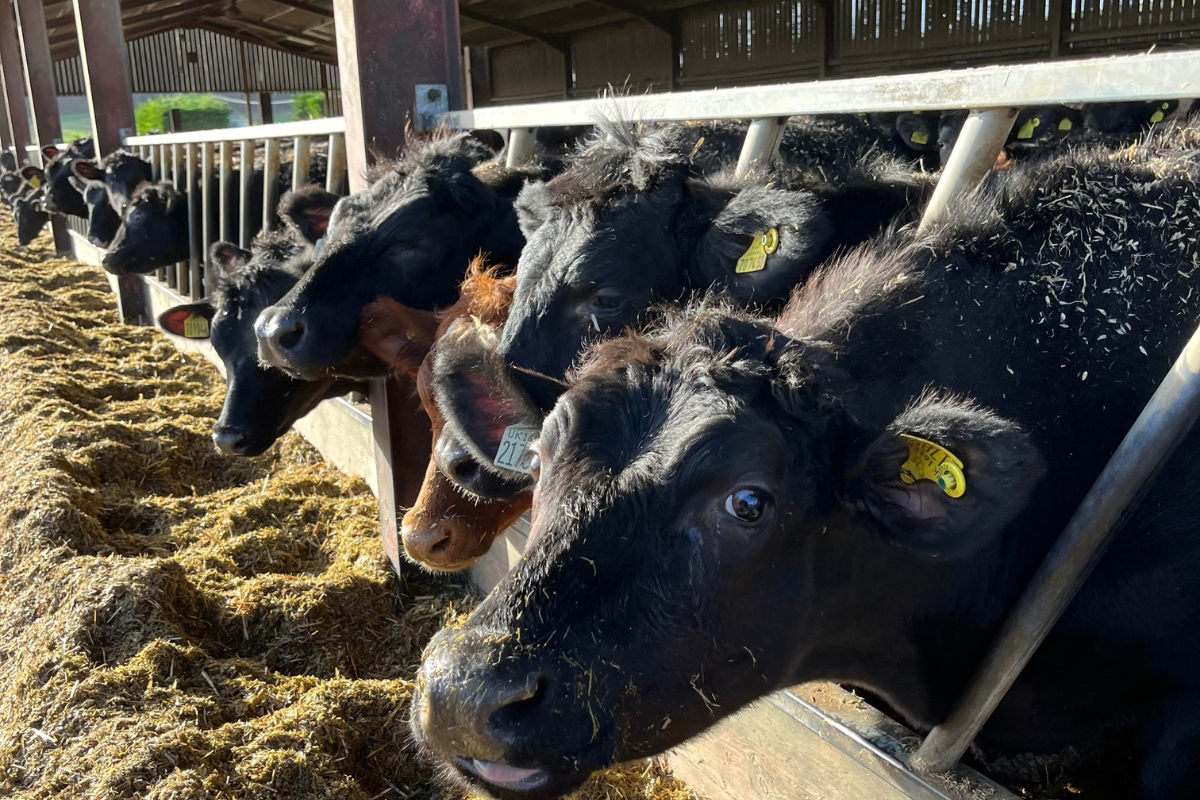 5 top reasons to use SellMyLivestock to sell your cattle ...