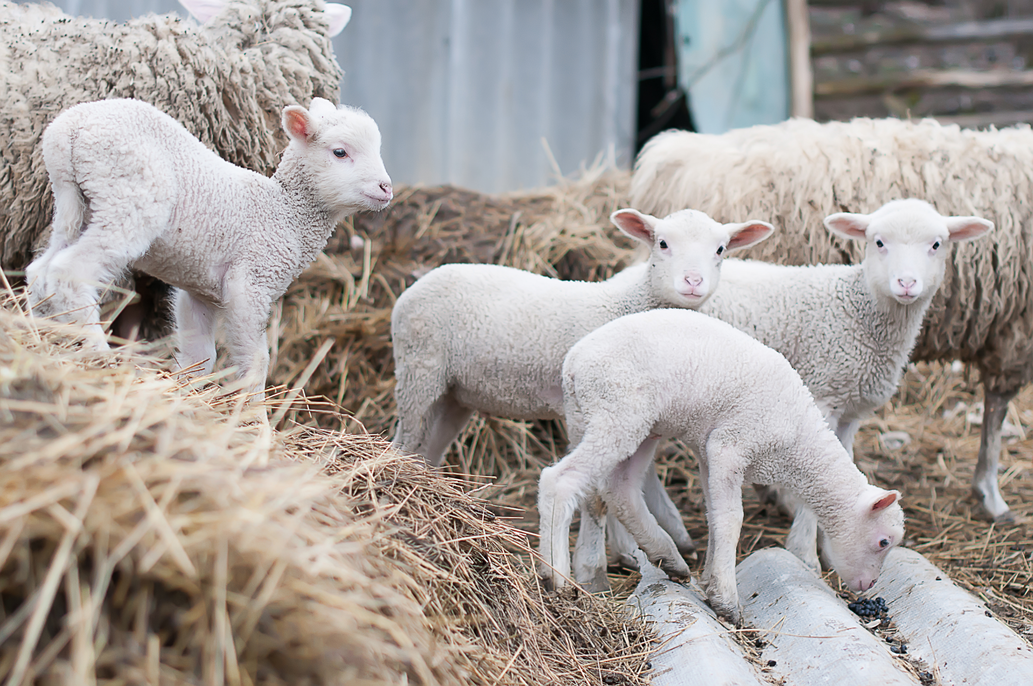 A-Z of lambing | SellMyLivestock - The Online Livestock Marketplace