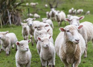 Breeding Rams: How to buy rams in the UK | SellMyLivestock - The Online ...