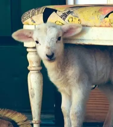 Lambing Season Survival Guide | SellMyLivestock - The Online Livestock ...