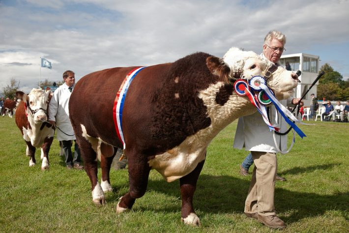 Part 3: Show preparation | SellMyLivestock - The Online Livestock ...