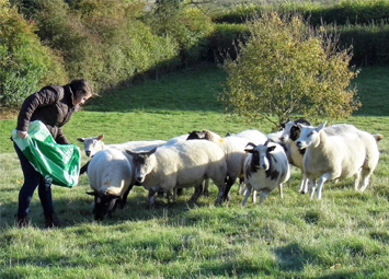 10 things you love about summer on the farm | SellMyLivestock - The ...