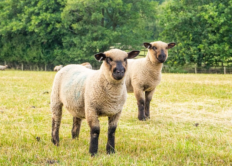 Spotlight Series: Shropshire Sheep | SellMyLivestock - The Online ...