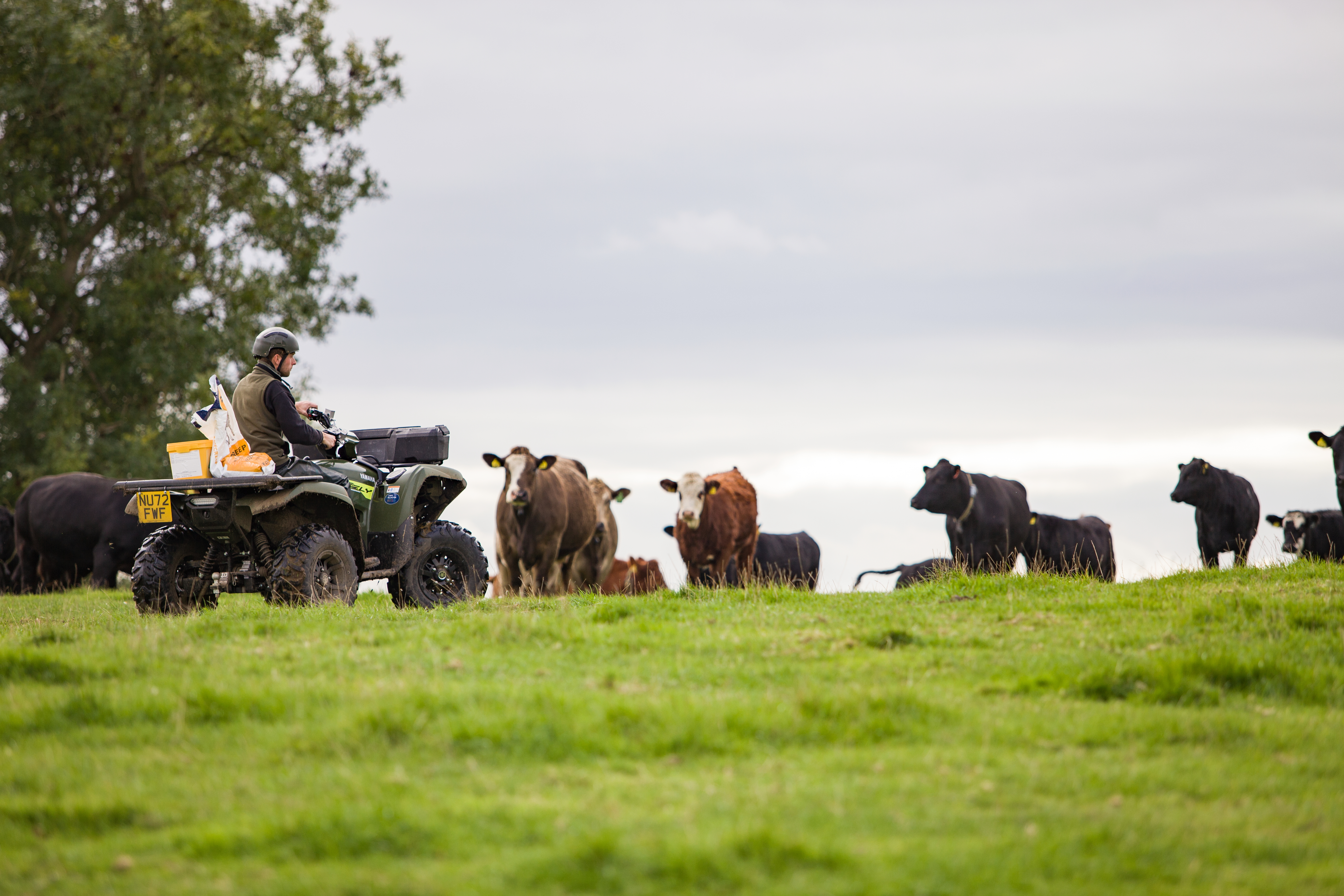 AHDB Livestock podcast | SellMyLivestock - The Online Livestock Marketplace